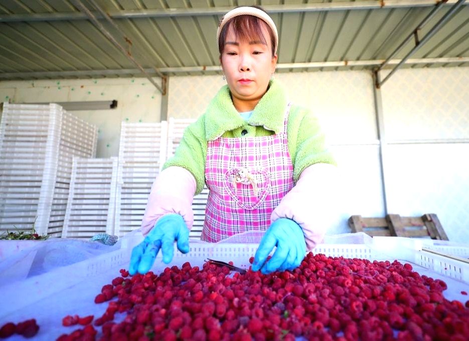 A staff member selects raspberries at a refrigeration plant
