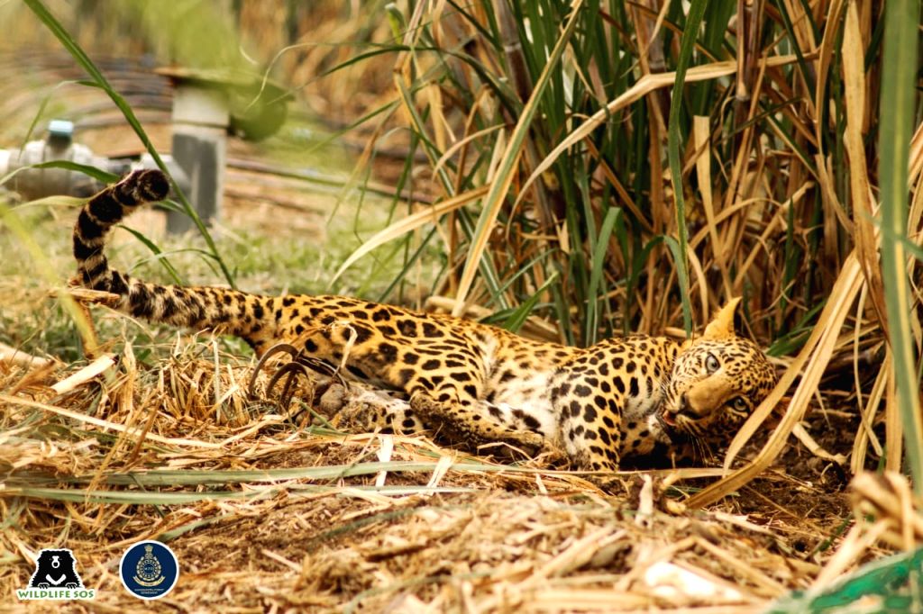 Free Photo: Wildlife SOS rescued a 3-year old female Leopard