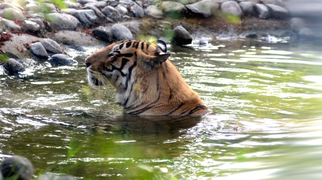 A tiger dips his body into a pond to get relief from summer heat