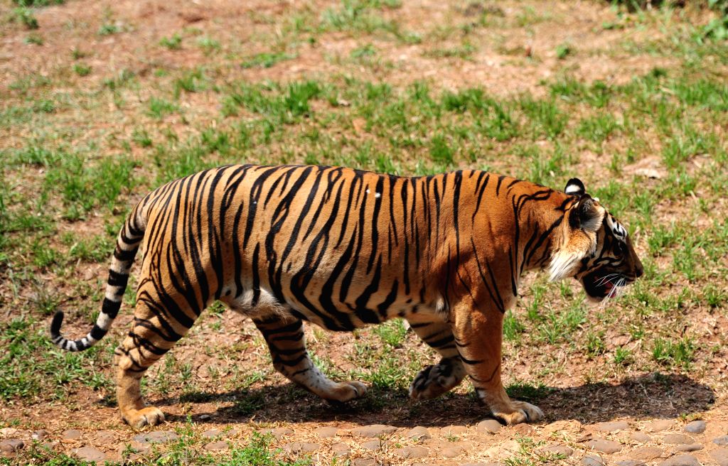 INDONESIA-JAKARTA-INTERNATIONAL TIGER DAY