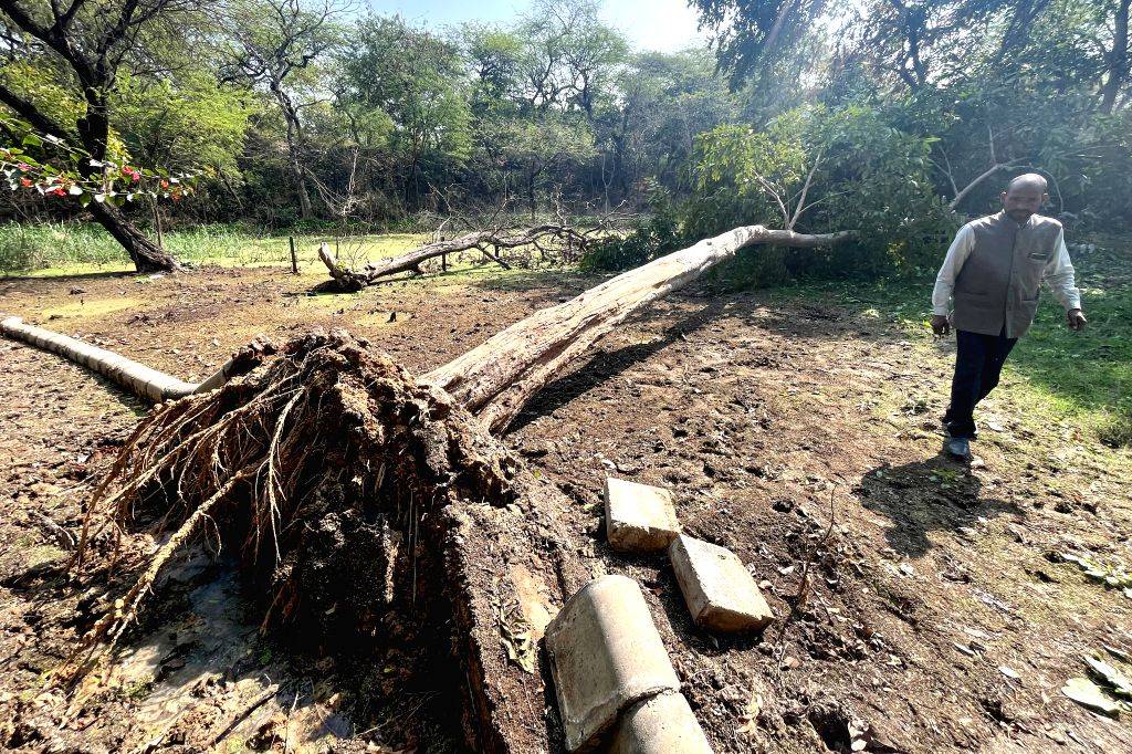 A tree collapses after morning earthquake at Jheel Park.