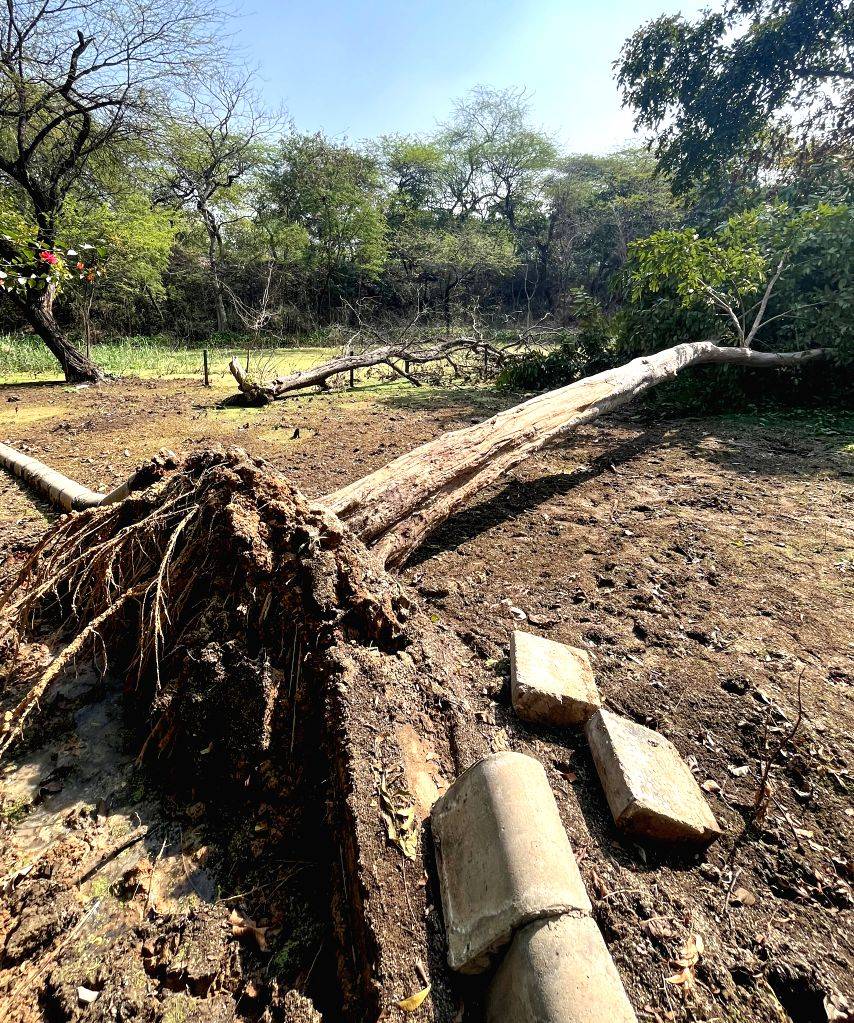A tree collapses after morning earthquake at Jheel Park.
