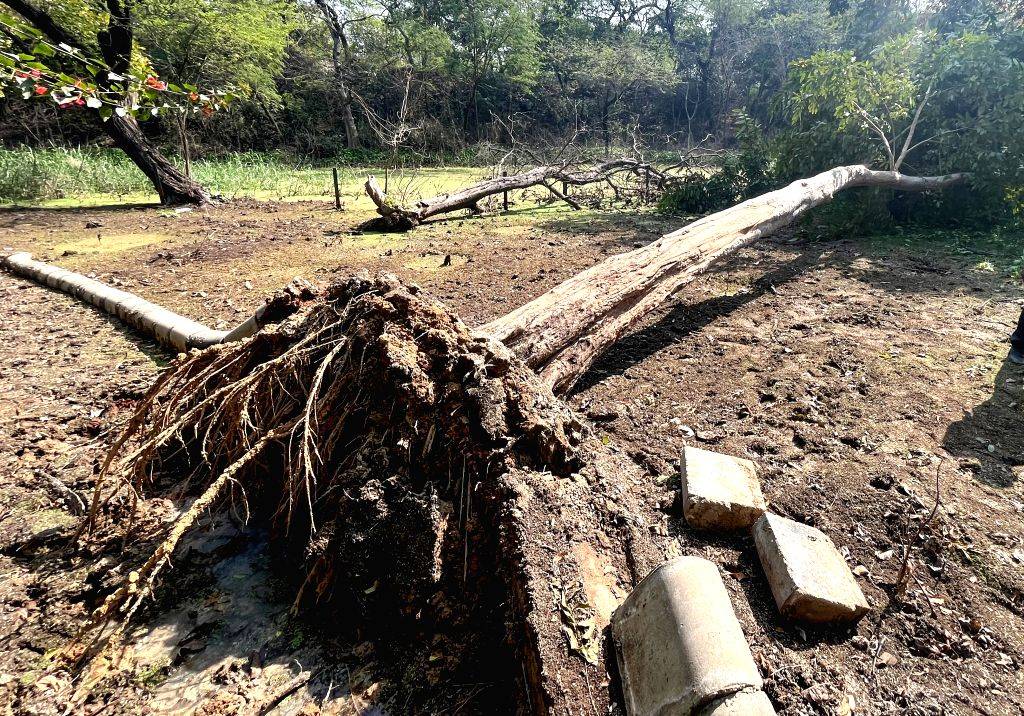 A tree collapses after morning earthquake at Jheel Park.