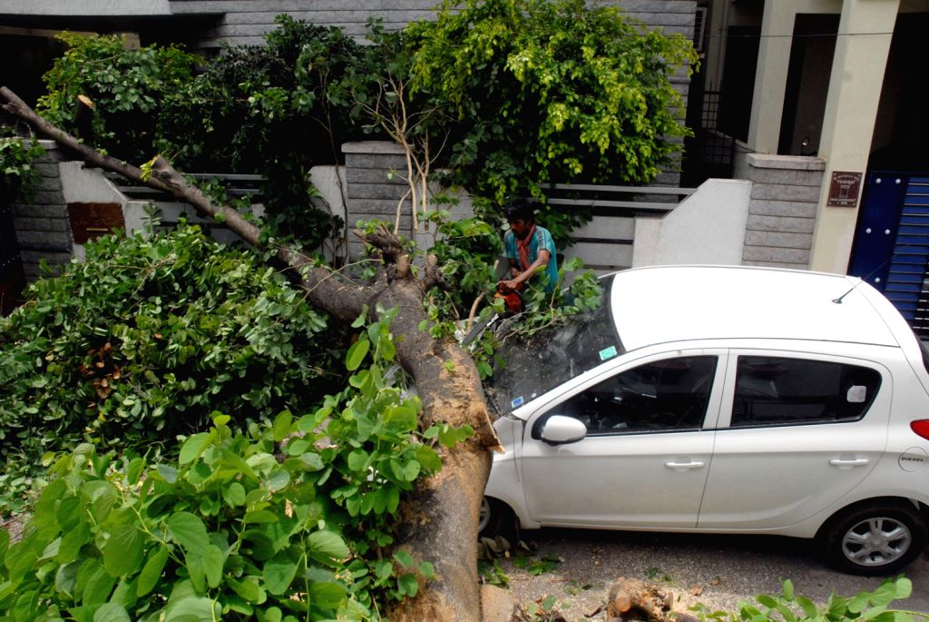 A tree fell on a car