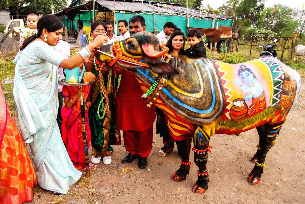 A woman in traditional attire performs rituals for a decorated buffalo ...