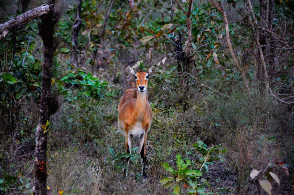 GHANA-MOLE NATIONAL PARK-WILDLIFE