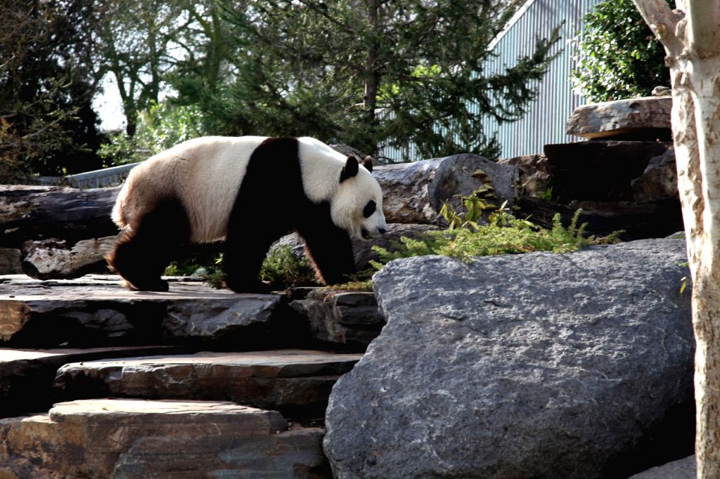 AUSTRALIA-ADELAIDE ZOO-CHINESE PANDA-MATING-EXPECTATION