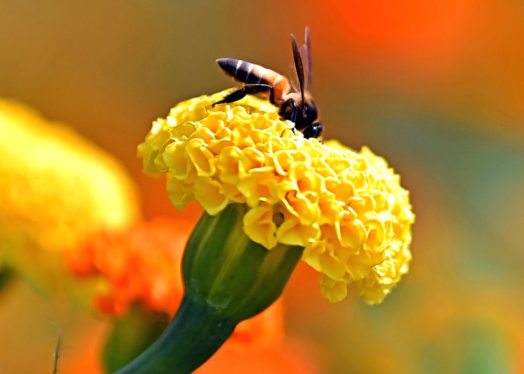 : Agartala : A bee collects nectar from a marigold flower at a flower ...