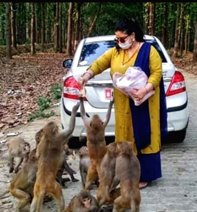 Animal lover comes to rescue of monkeys during lockdown, feeds them