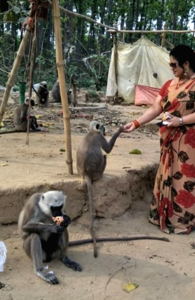 Animal lover comes to rescue of monkeys during lockdown, feeds them