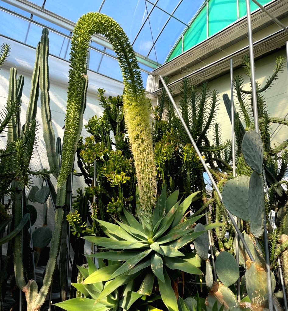 :Gumi:An agave plant is in full bloom at a botanical garden in the city ...