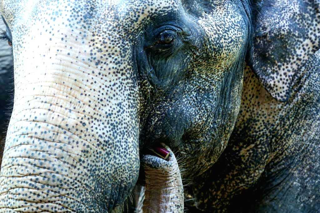 An Asian elephant at the Yangon Zoological Gardens
