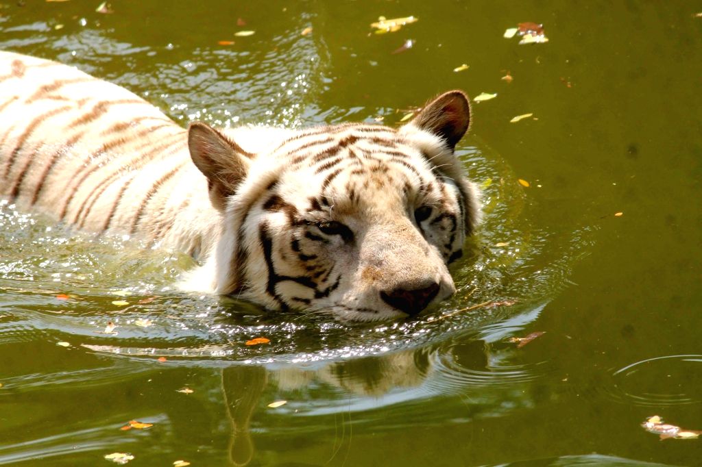 White tiger at Hyd Zoo dies of neoplastic tumour