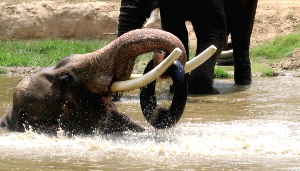 Hot Day - Elephants beta the heat at Delhi zoo