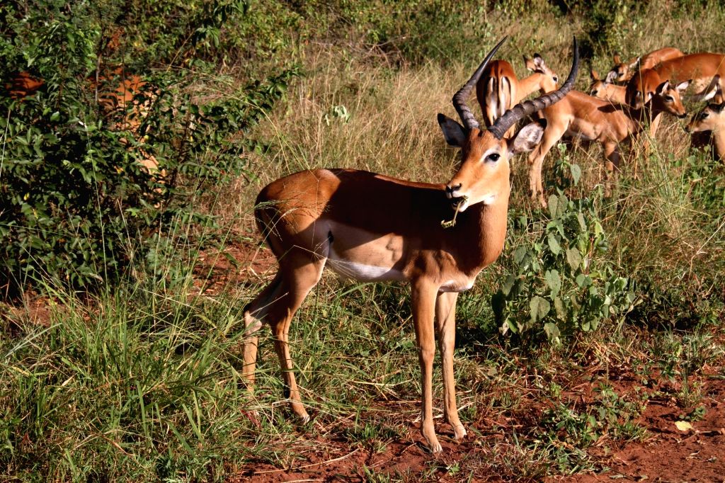 RWANDA-AKAGERA NATIONAL PARK-WILDLIFE