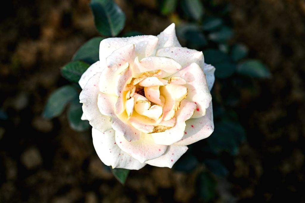 Annual Winter Rose Show India