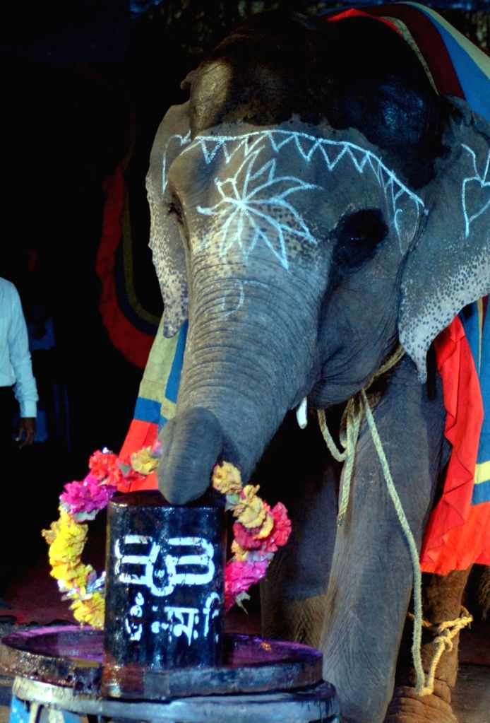 Ajanta circus - opening show