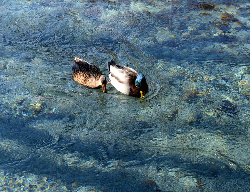 Australia's platypus 'on brink of extinction'