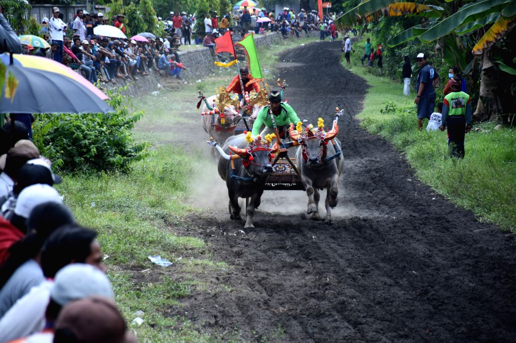 INDONESIA-BALI-BUFFALO RACE