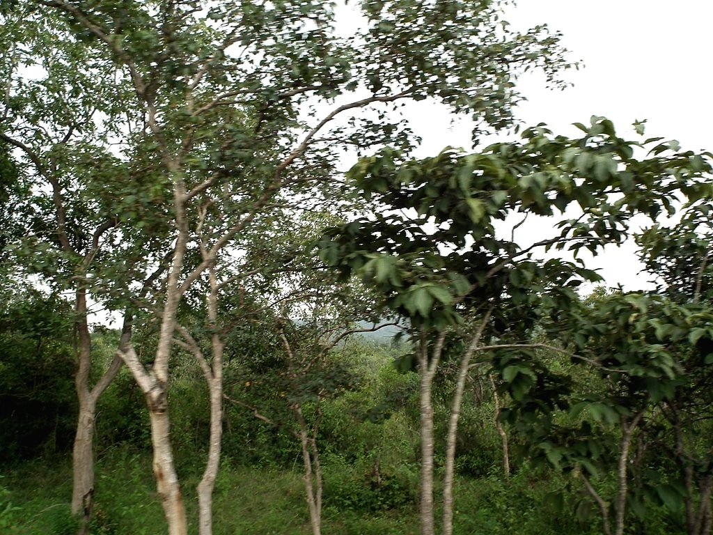 Free Photo :Bannerghatta National Park Bangalore