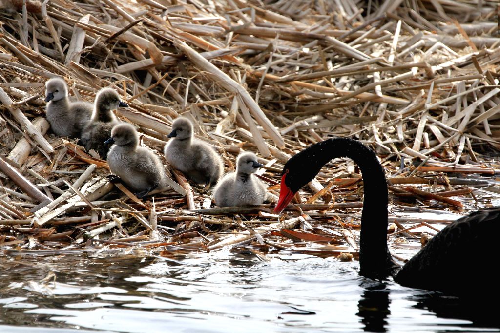 CHINA-BEIJING-BLACK SWANS