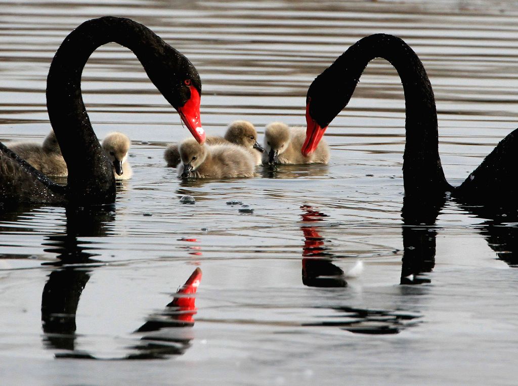 CHINA-BEIJING-BLACK SWANS