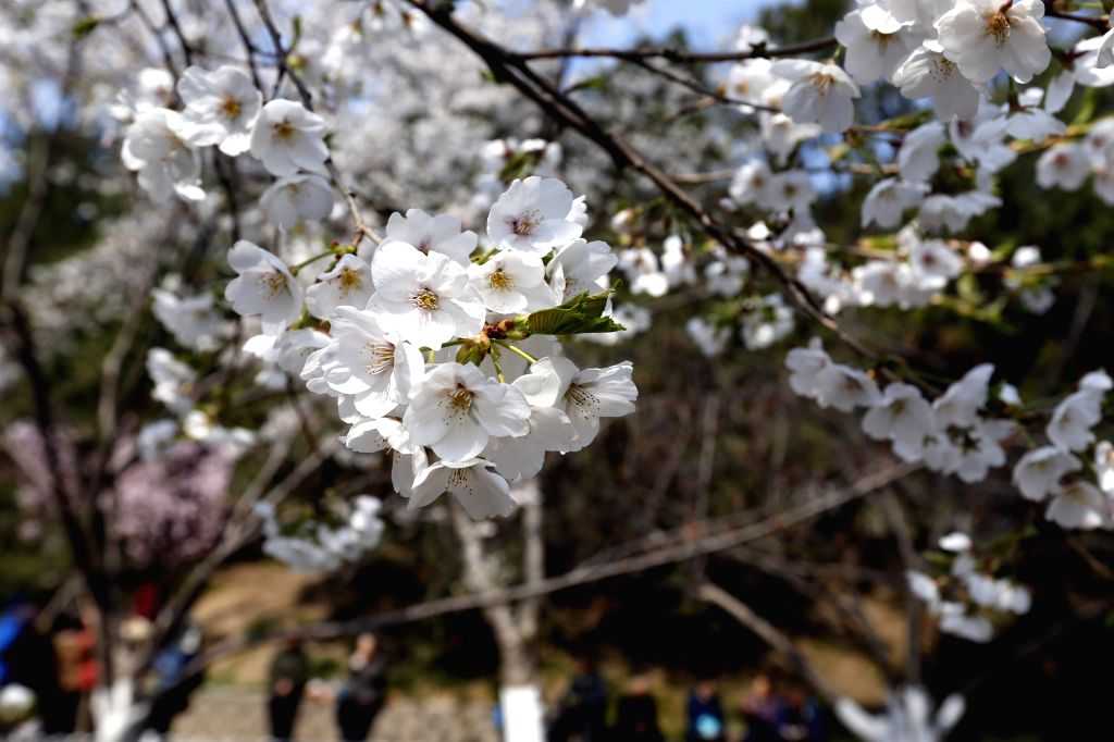 CHINA-BEIJING-CHERRY BLOSSOMS