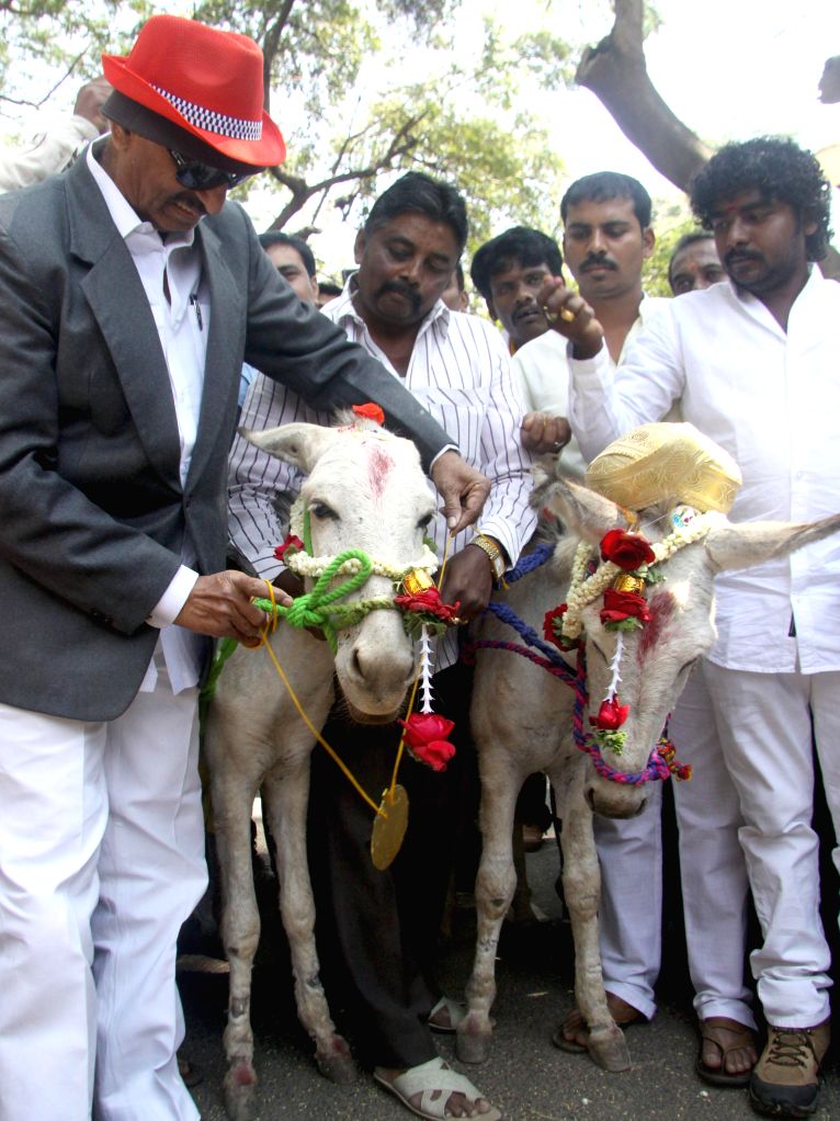 Donkeys get married on Valentine's Day