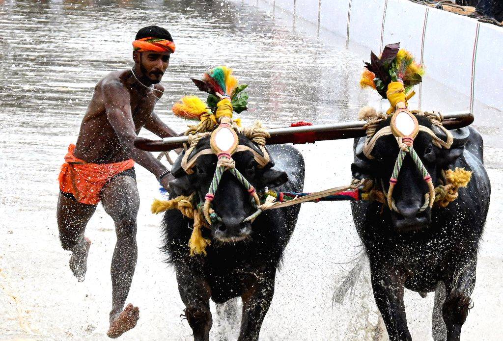 Bengaluru : Trial run for the 'Bengaluru Kambala' (Buffalo race)