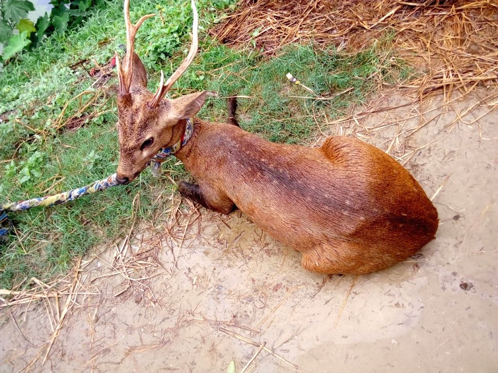 Global warming likely to raise disease risk for animals