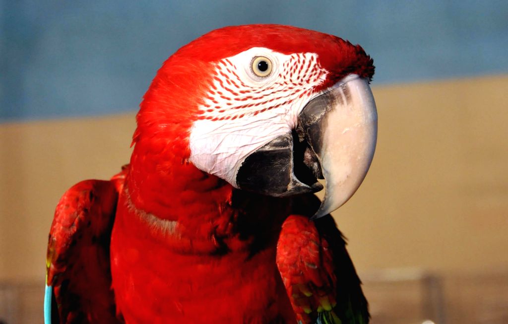 Birds on display during a 'Bird exhibition'
