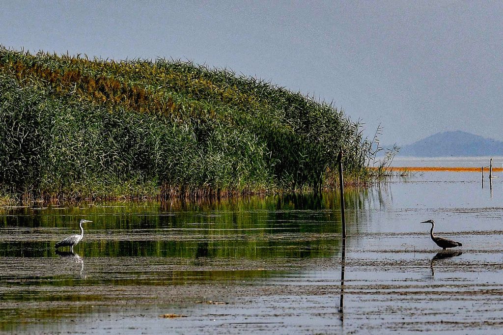NORTH MACEDONIA-PRESPA LAKE-MIGRATING BIRDS