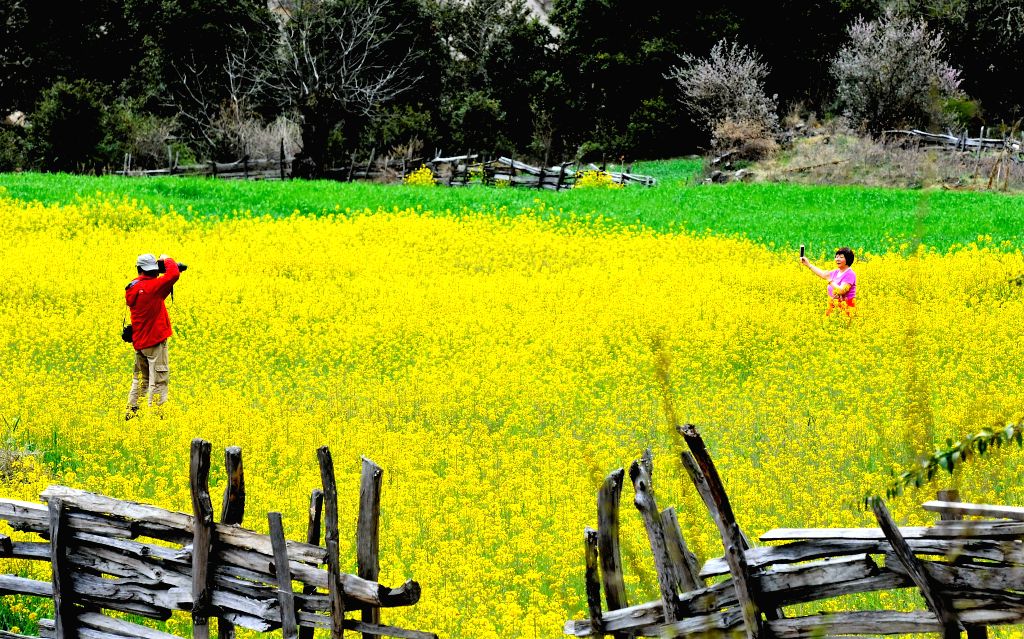 CHINA-TIBET-BOMI-COLE FLOWERS