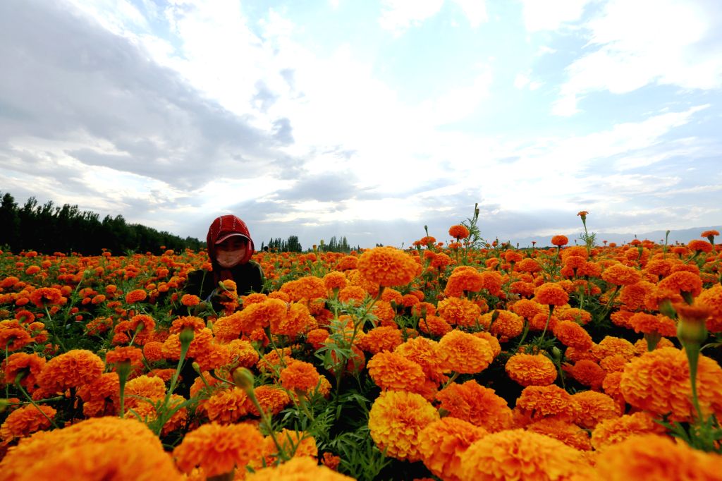 CHINA-XINJIANG-FARM-MARIGOLD