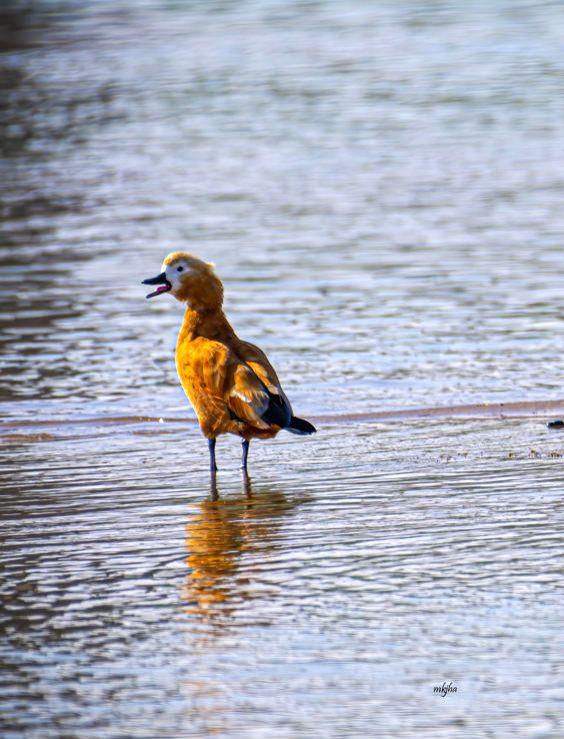 Free Photo: Brahminy ducks: The Chakwa-Chakwi love birds of India
