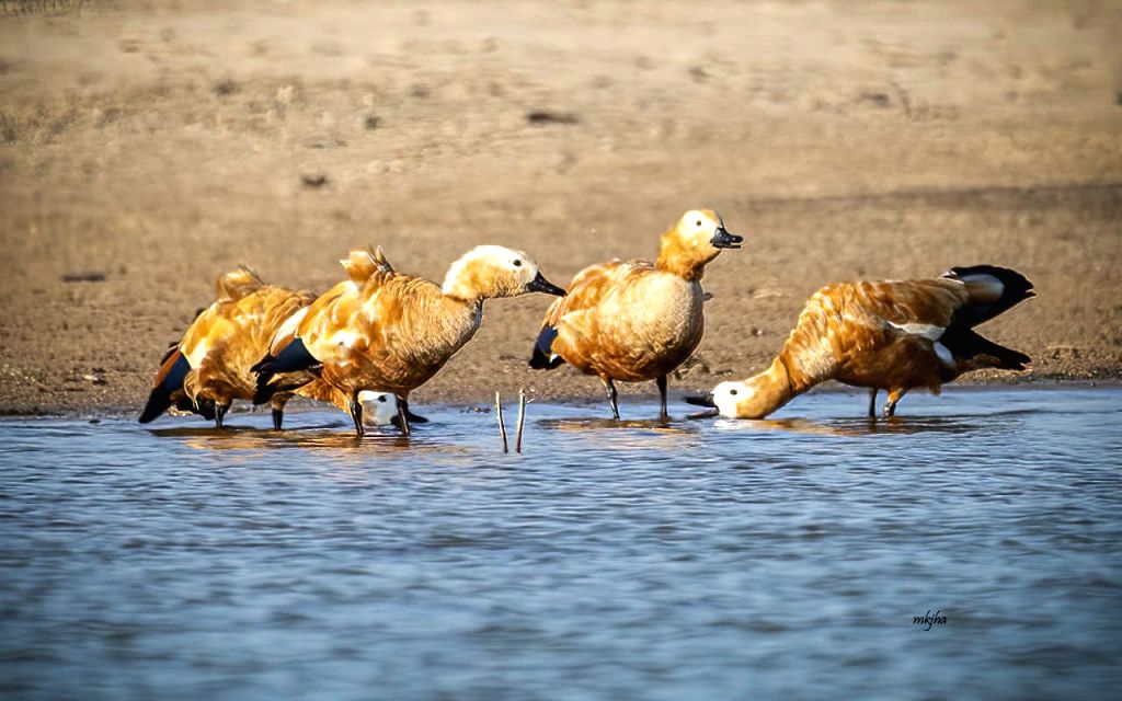 Free Photo: Brahminy ducks: The Chakwa-Chakwi love birds of India