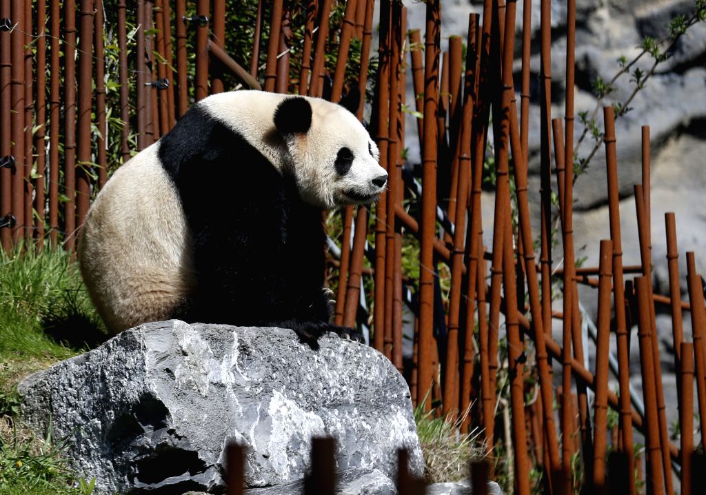 BELGIUM-BRUGELETTE-PAIRI DAIZA ZOO-GIANT PANDAS