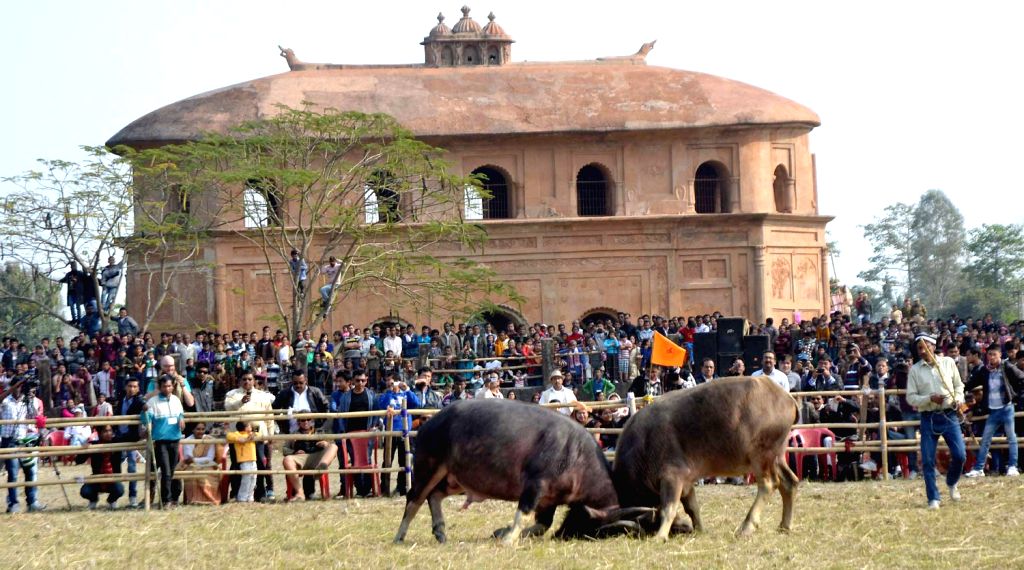 Bull Fight during Bhogali Bihu