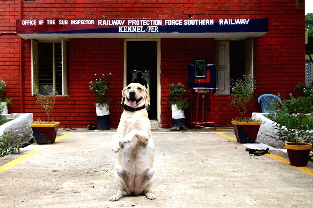 RPF dog squad undergoes training in Chennai