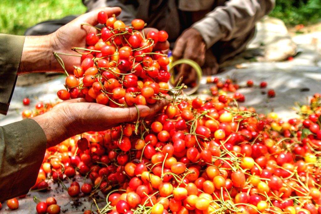 Cherry Harvest Season in Ganderbal