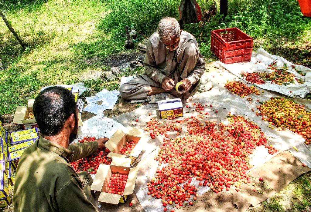 Cherry Harvest Season in Ganderbal