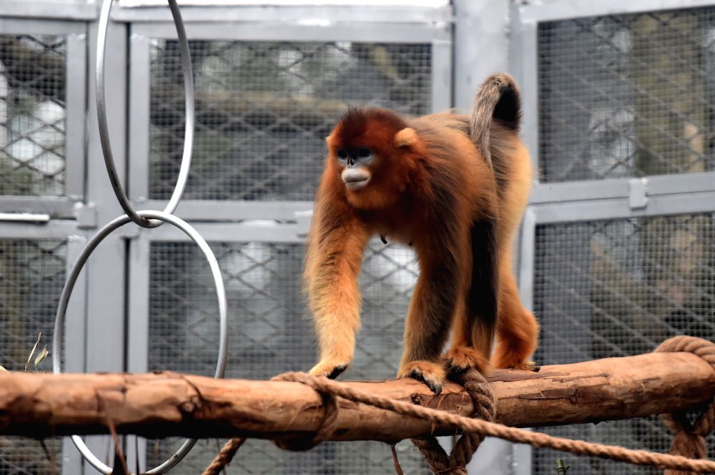 CHINA-CHONGQING-GOLDEN SNUB-NOSED MONKEY