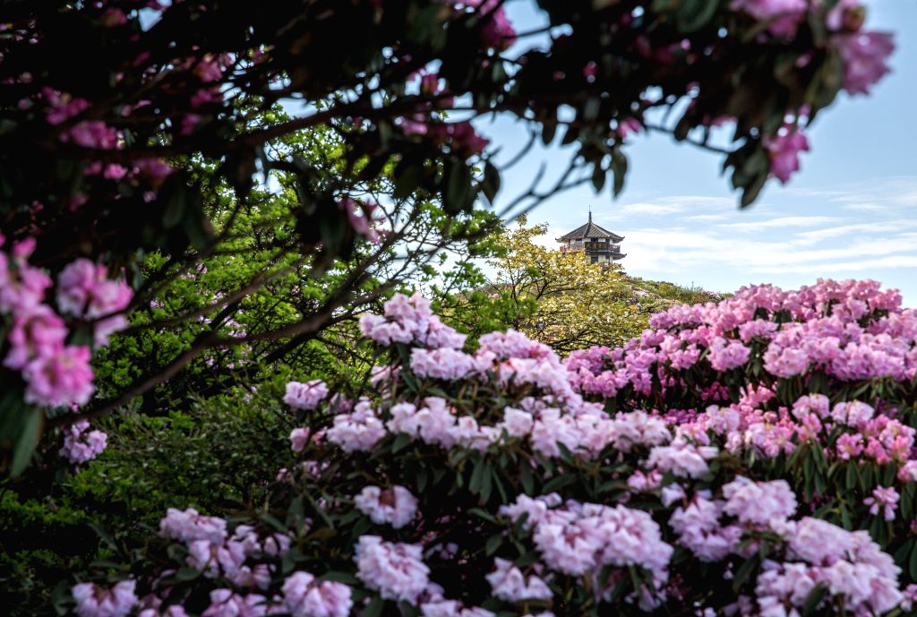 CHINA-CHONGQING-AZALEA FLOWERS