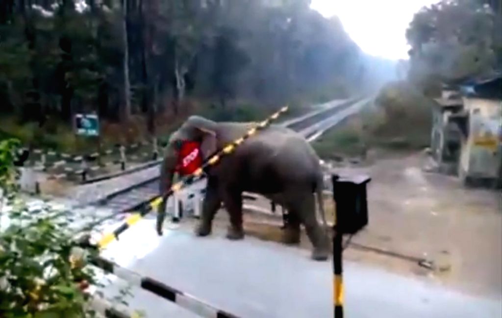 Free Photo: Clipping of elephant crossing track goes viral on Twitter