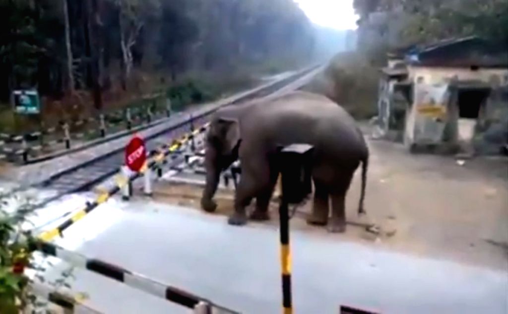 Free Photo: Clipping of elephant crossing track goes viral on Twitter