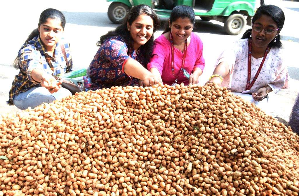 College students check groundnuts ahead of the famous Groundnut ...