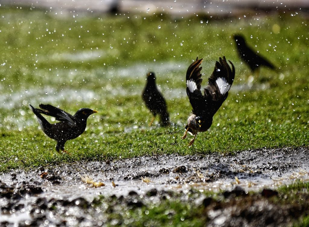 Common myna birds play in water during the hot summer day