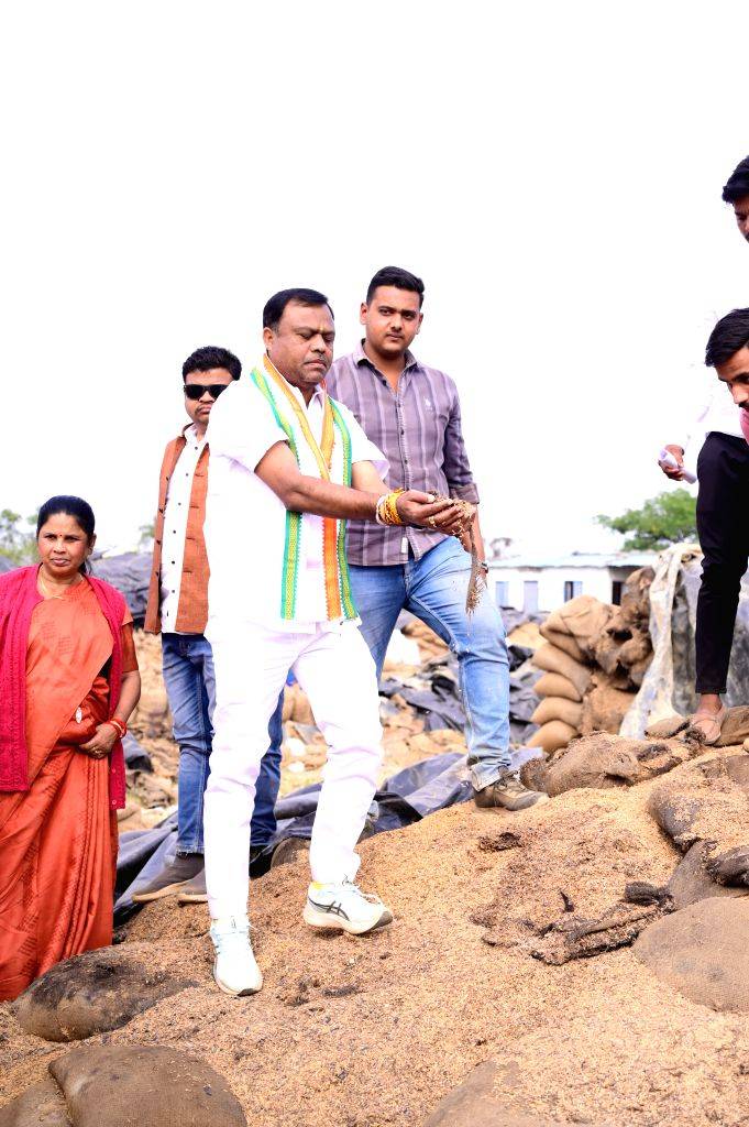 Congress Leader Inspects Rotten Paddy