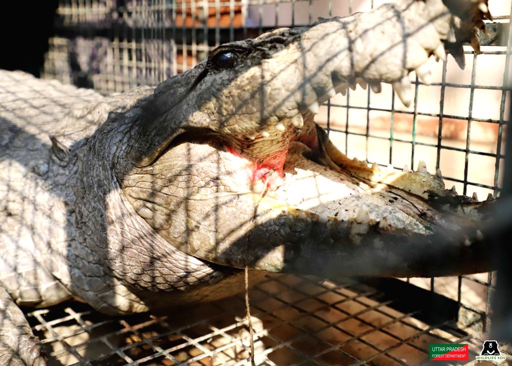 Free Photo: Crocodile in pain rescued