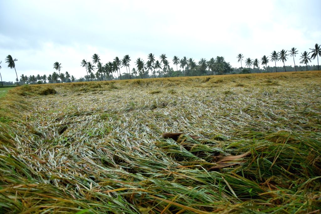 Crops on 67,864 hectares of land damaged due to rains in Andhra